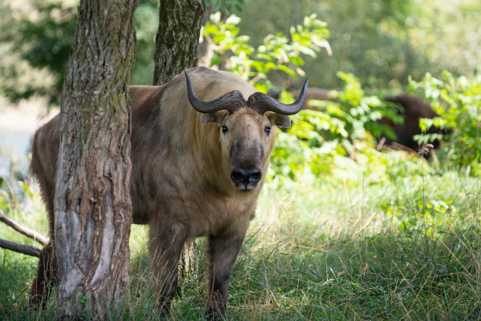Sichuan Takin | The Wilds